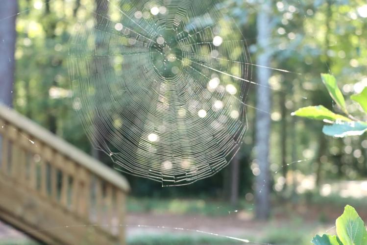 Along came a spider: Park program brings people face to face with eight ...