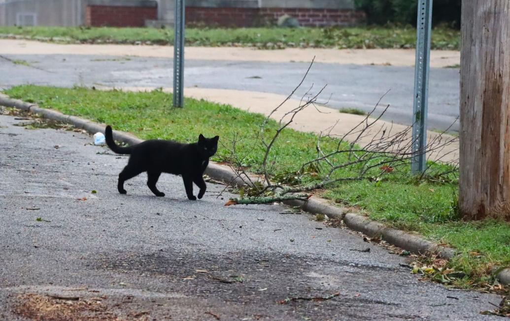 'I've never seen anything like this': Greenwood residents reflect on ...