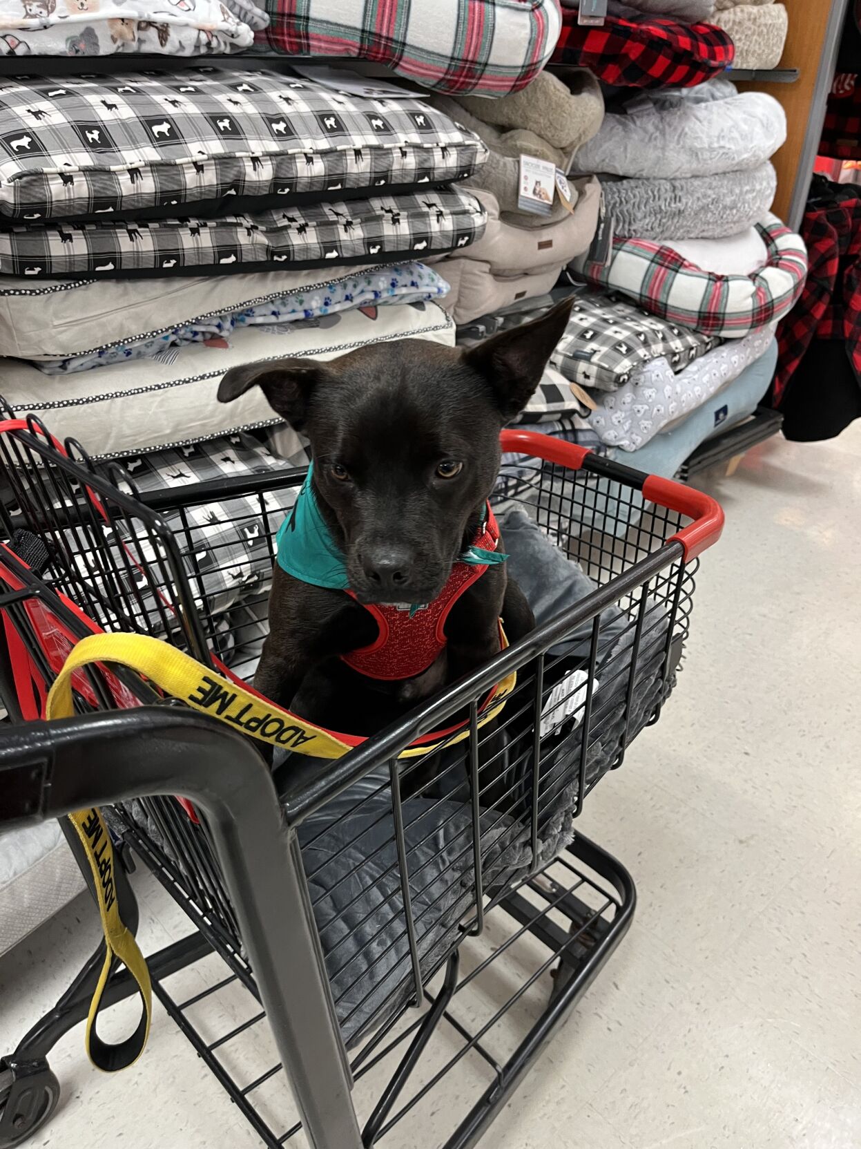 Pets of the Week | Pets of the Week | indexjournal.com