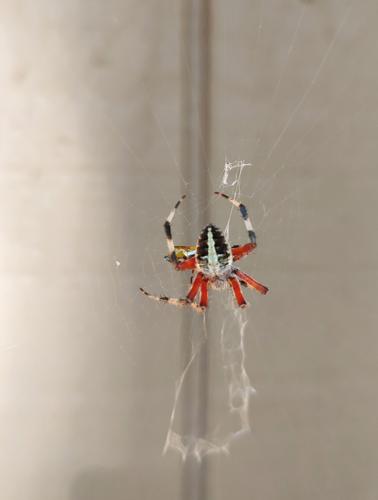 Along came a spider: Park program brings people face to face with eight ...