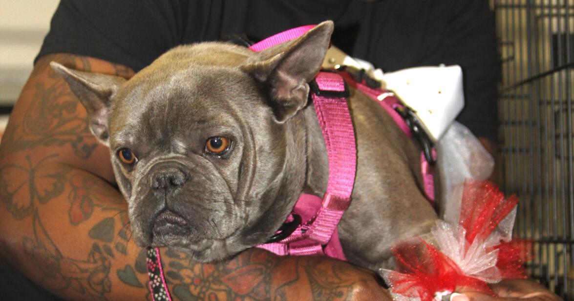 The fast and furry-ous: Dog show presents English and French bullys ...