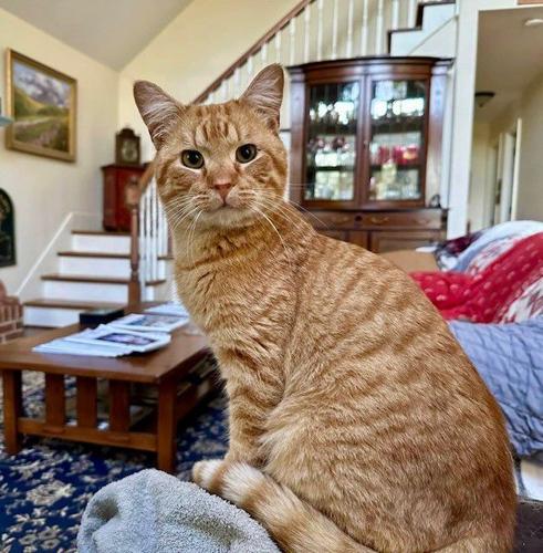 Pam Stone: Where there's a Wills, there's many ways | Columns ...