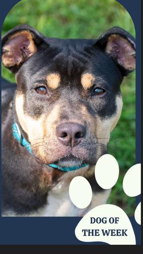 Pets of the Week | Pets of the Week | indexjournal.com