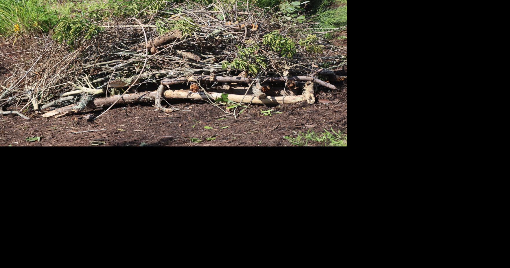 Volunteer gardeners build brush pile habitat for birds, small wildlife ...