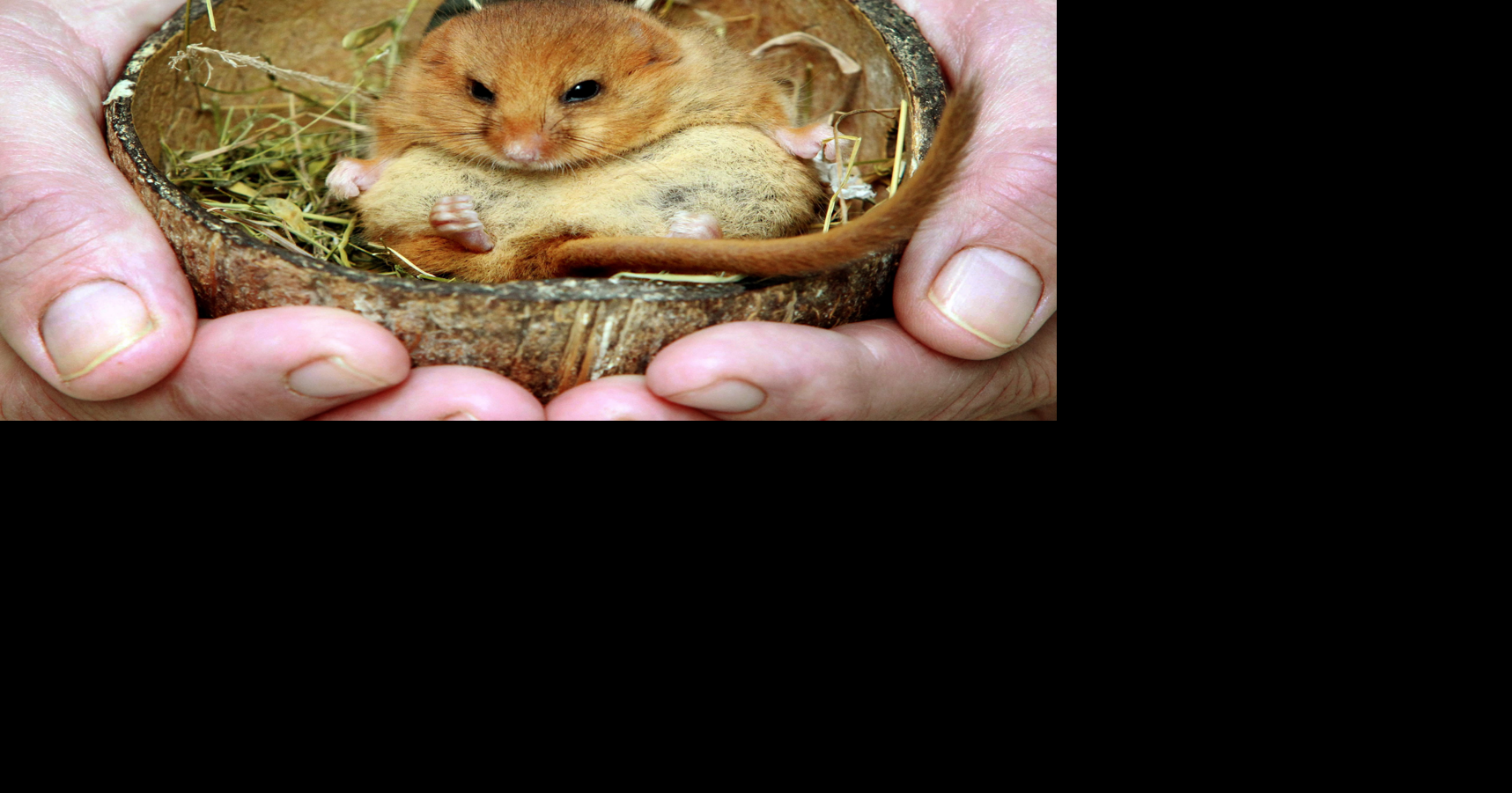 Can matchmaking save dormice from extinction? | National | indexjournal.com