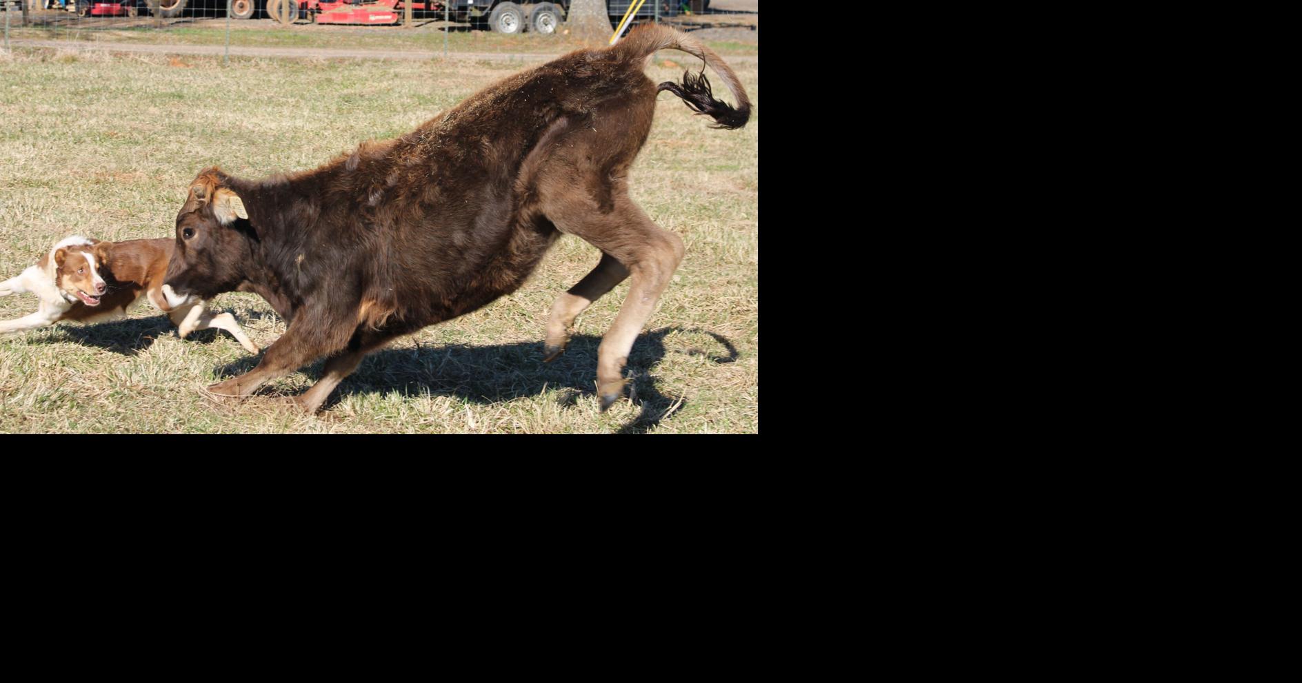 Herd some udderly fascinating news: Greenwood County farm to host ...