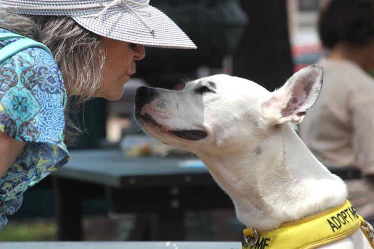 Howlin' success: Dogs find new homes during inaugural Wags and Wheels ...