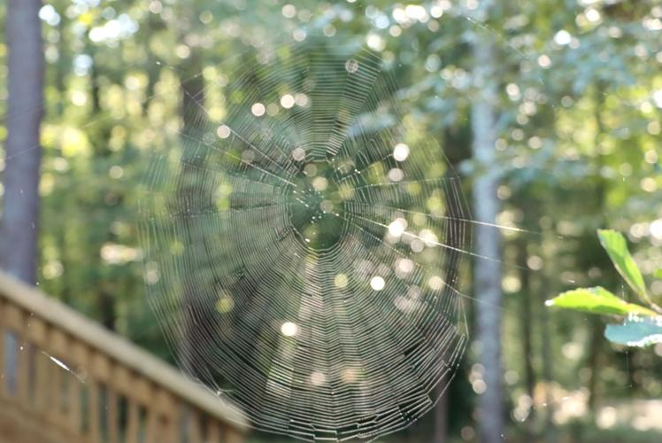 Along came a spider: Park program brings people face to face with eight ...
