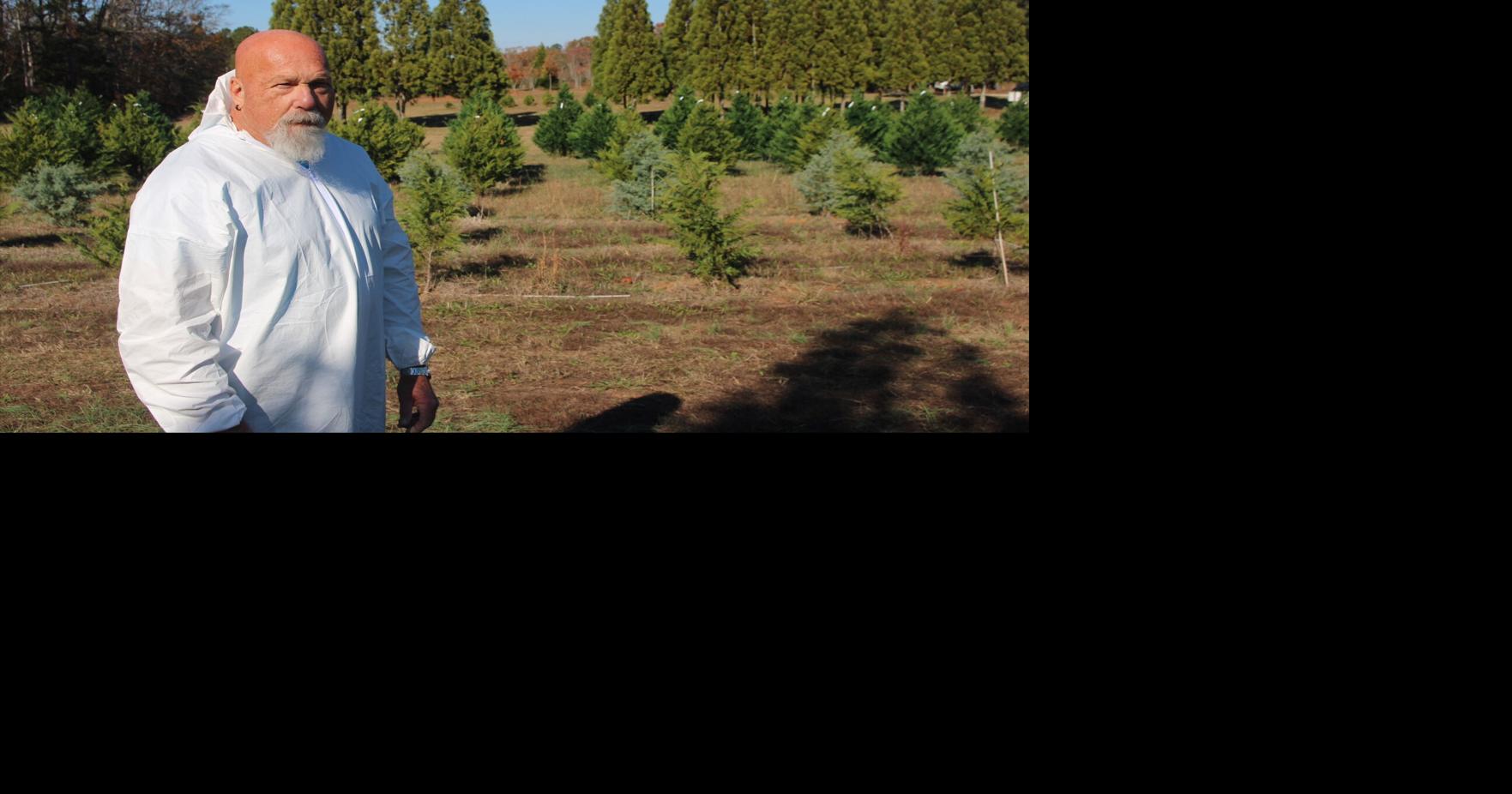 Sprucing up, fir sure: Helene has affected Christmas tree industry for ...