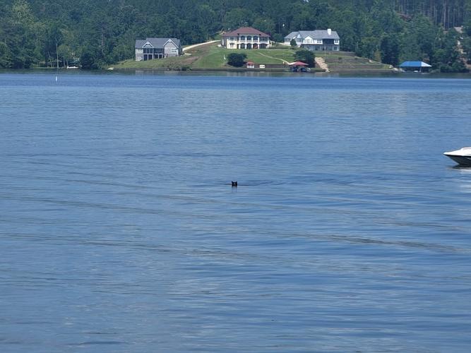 Black bear seen swimming in Lake Greenwood | News | indexjournal.com