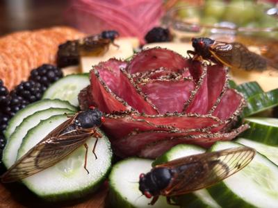 Food gettin' buggy: Cicadas Southern-style in trending YouTube video by ...