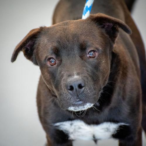 Pets of the Week | Pets of the Week | indexjournal.com