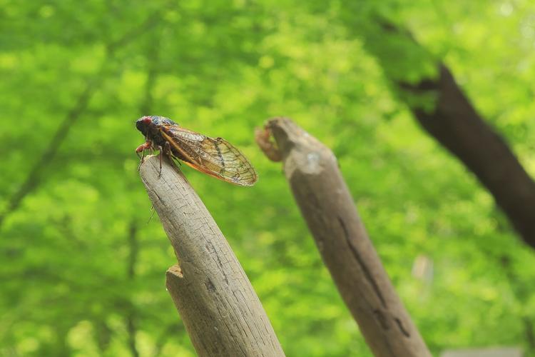 Tom Poland: Cicadas’ rise and fall | Columns | indexjournal.com
