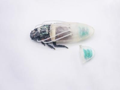 ‘Cyborg cockroaches’ get suits for rescue missions | National ...