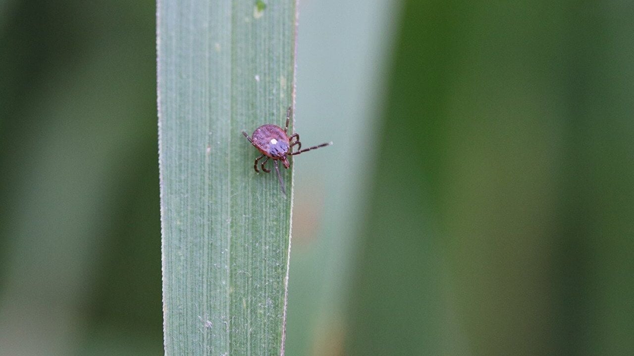 Alpha-gal syndrome red meat allergy from ticks | Health | indexjournal.com