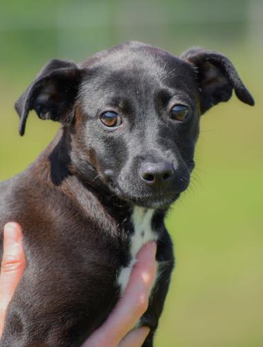 Pets of the Week | Pets of the Week | indexjournal.com