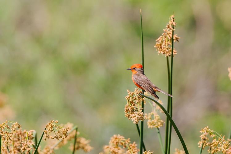 Emerging photographer Allison DeVore is now an avid birdwatcher | Unwind | indexjournal.com