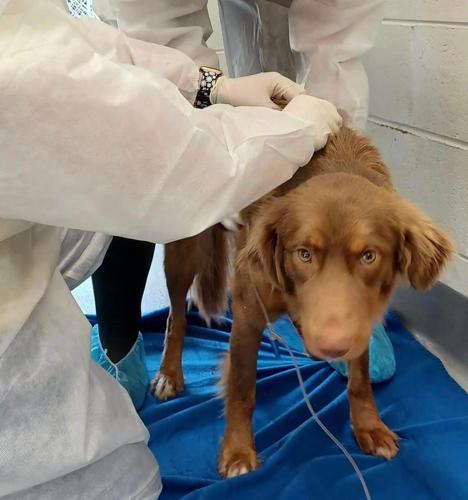 County council gives HSOG money to help with distemper outbreak | News ...