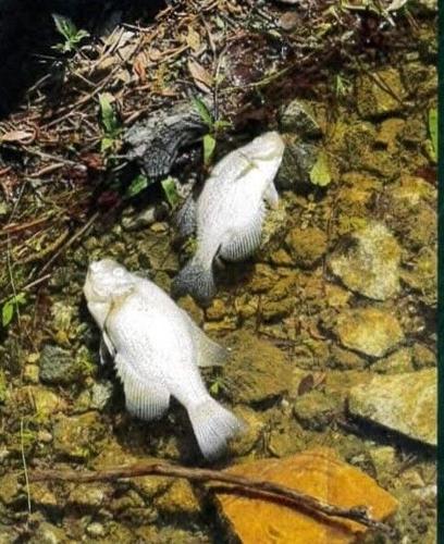 Still a mystery: Fish toxicity report does not point to cause of Lake ...