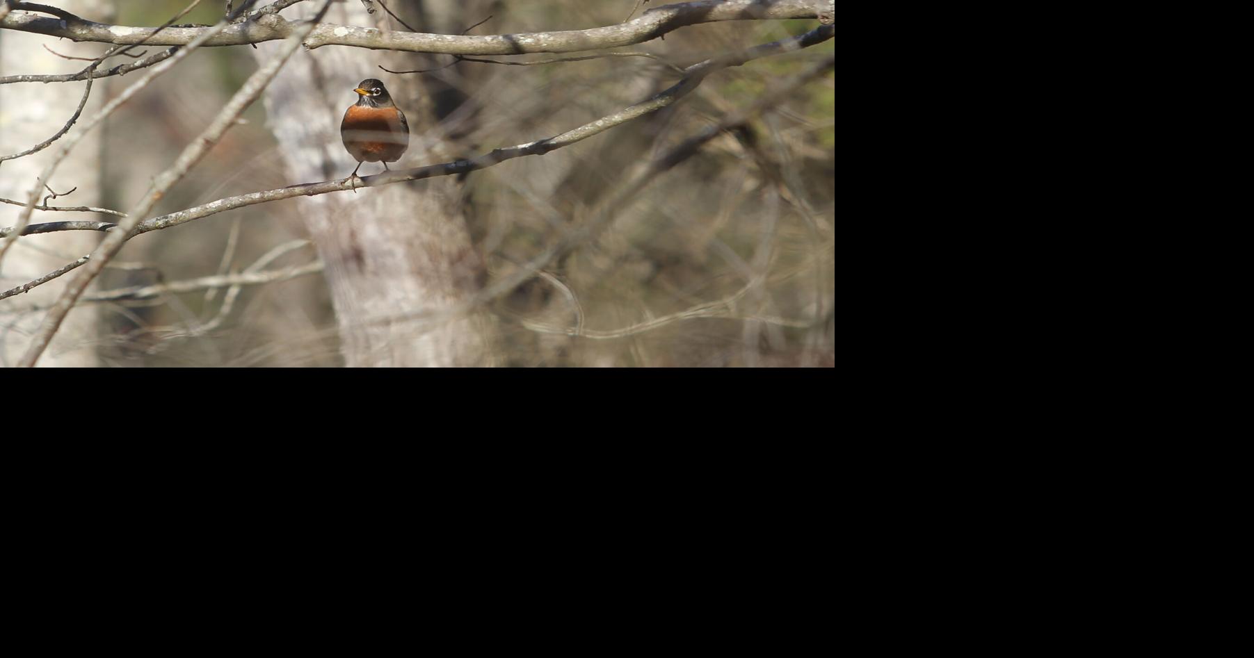 Bird is the word: Walkers enjoy relaxing time with bird walk at Ninety ...
