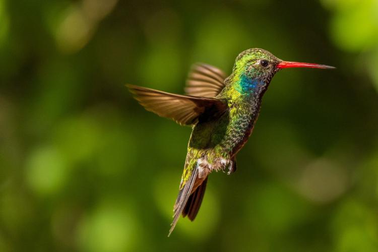 Emerging photographer Allison DeVore is now an avid birdwatcher | Unwind | indexjournal.com