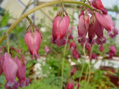 bleeding heart shade