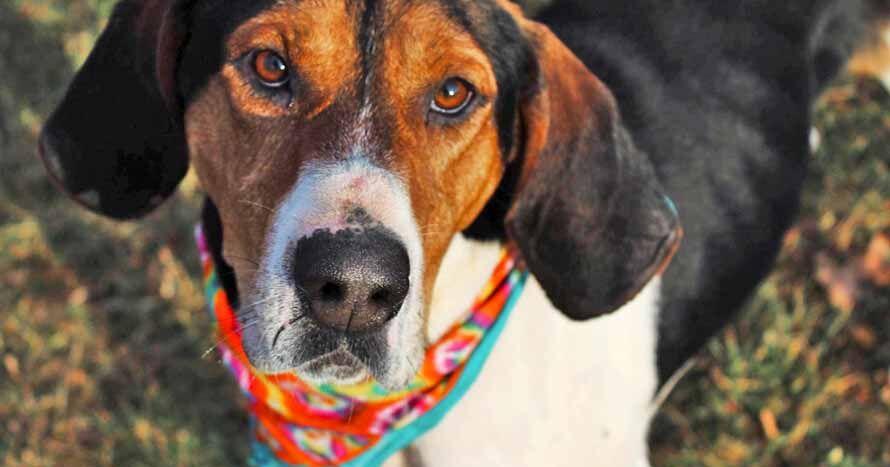 Amos | Pets | indianagazette.com