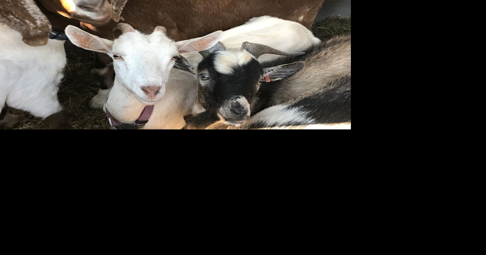 Farewell, goats! Natural landscapers leave Indiana Borough's Vinegar ...