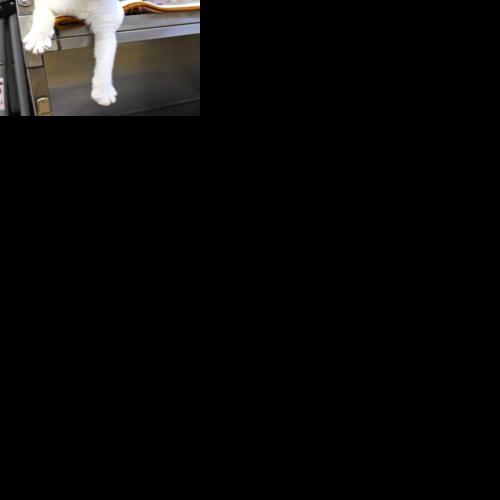 Muffin | Pets | indianagazette.com