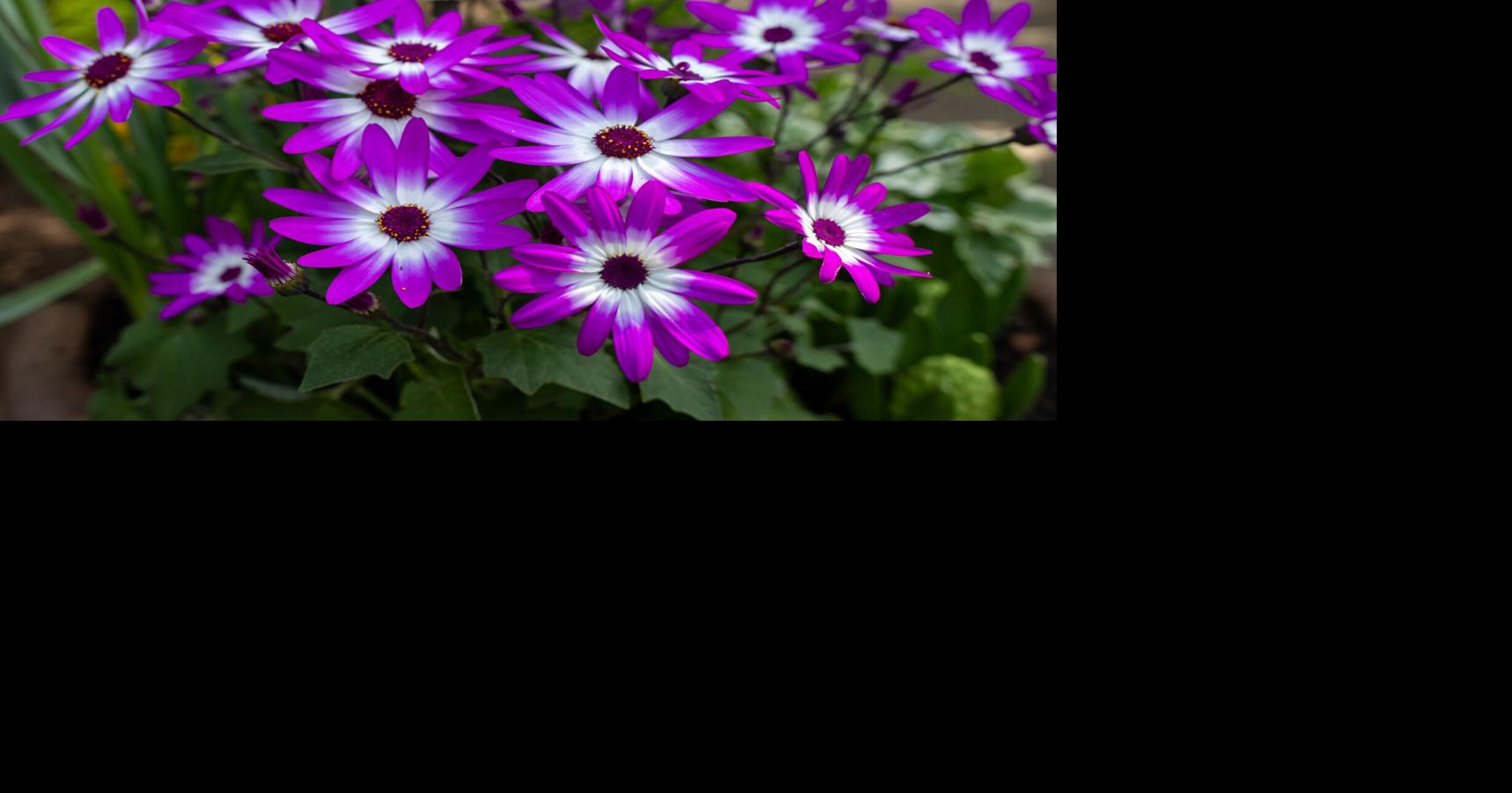 Tuesday Funerals | Obituaries | indianagazette.com