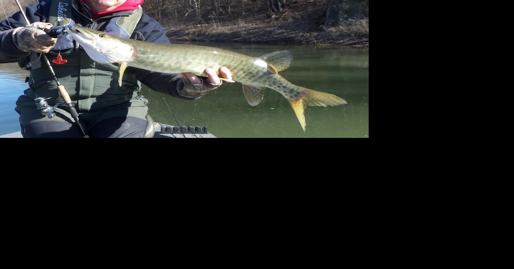 River muskies remain active during winter months | Indiana County ...