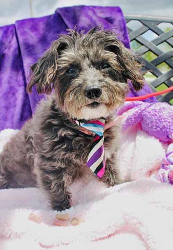 Pippa | Pets | indianagazette.com