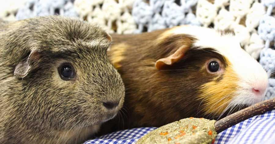 Louie and Leo | Pets | indianagazette.com