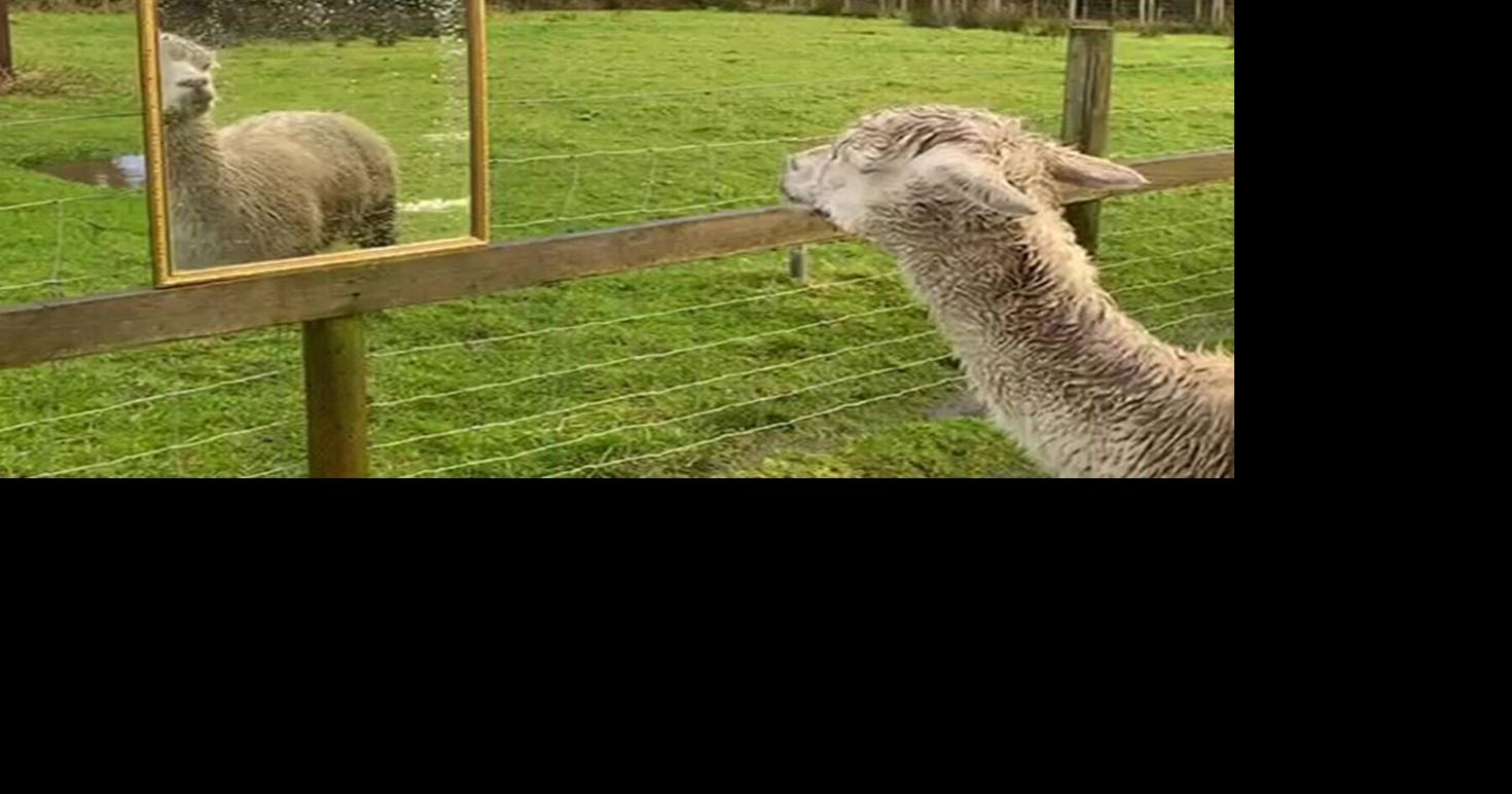 Alpaca gifted mirror to help him with his loneliness | National News ...