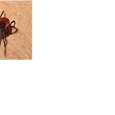 State officials urge caution about ticks in Penn's Woods this summer ...
