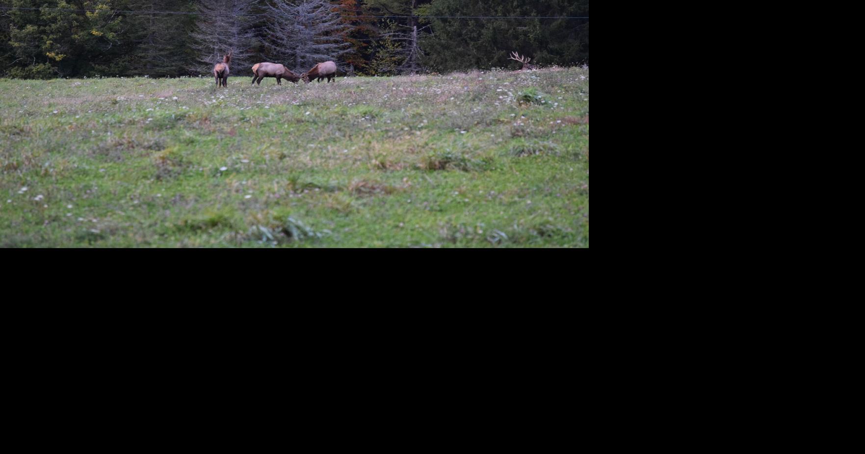 Fall season provides peak elk tourism at Elk Country Visitor Center ...