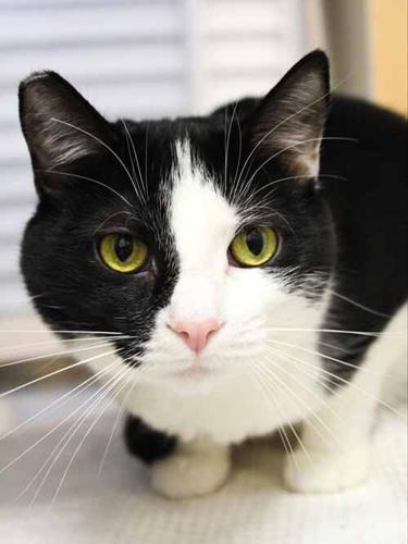 Oreo | Pets | indianagazette.com