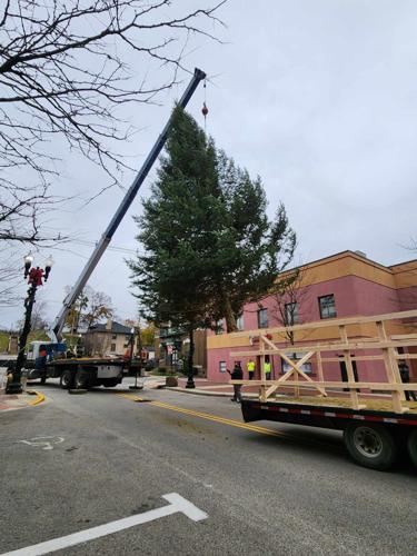 Indiana Christmas Tree arrives in IRMC Park | News | indianagazette.com