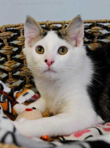 Ranger | Pets | indianagazette.com