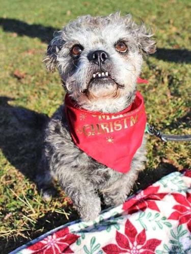 Sprout | Pets | indianagazette.com