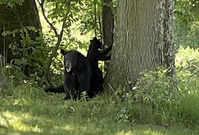Bear sightings on rise in Indiana County | Local News | indianagazette.com