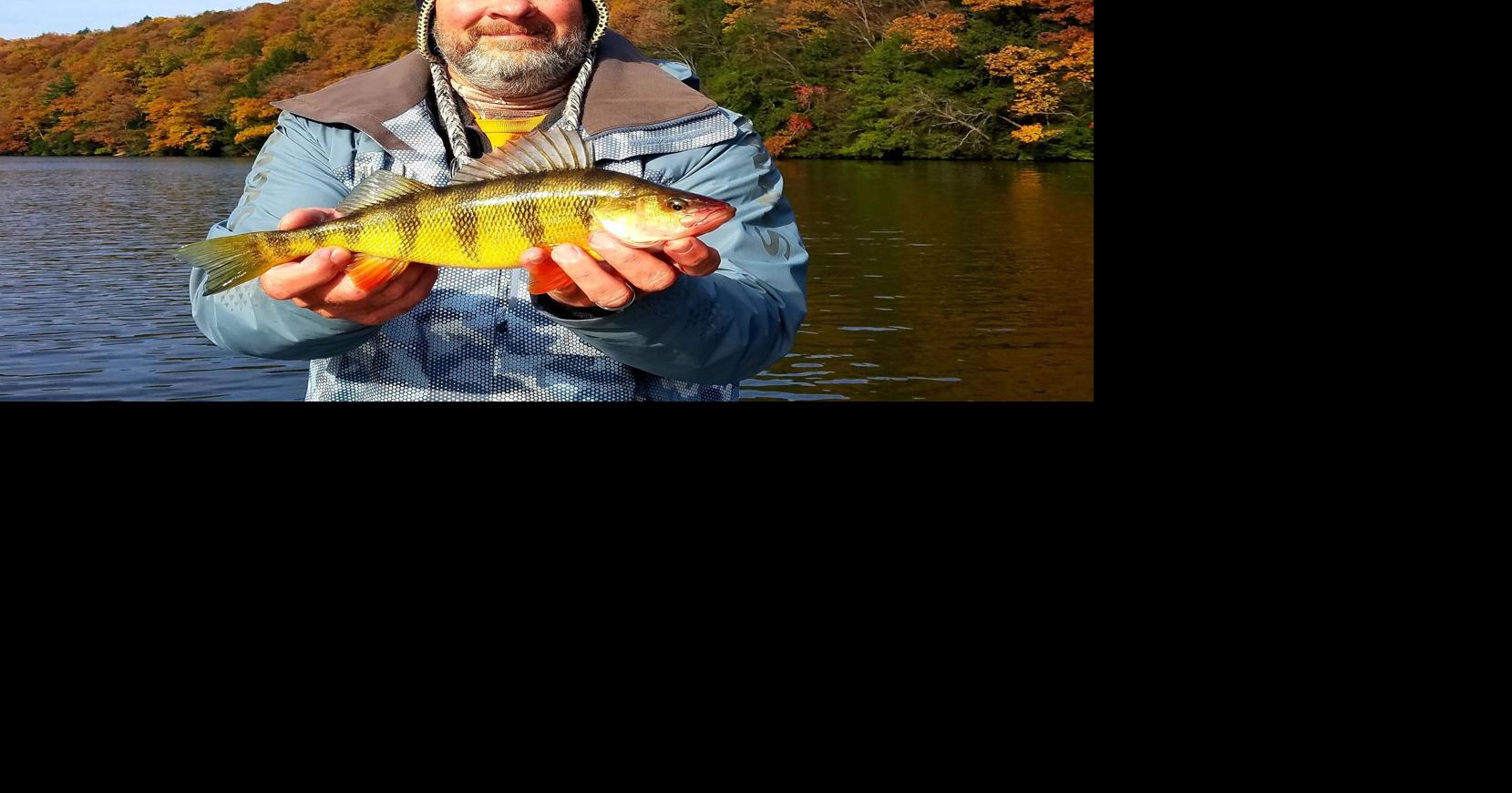 Target yellow perch in late fall | Sports | indianagazette.com