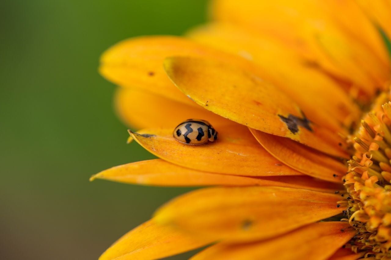 Study finds day-old caterpillars can recognize a ladybug’s footsteps ...