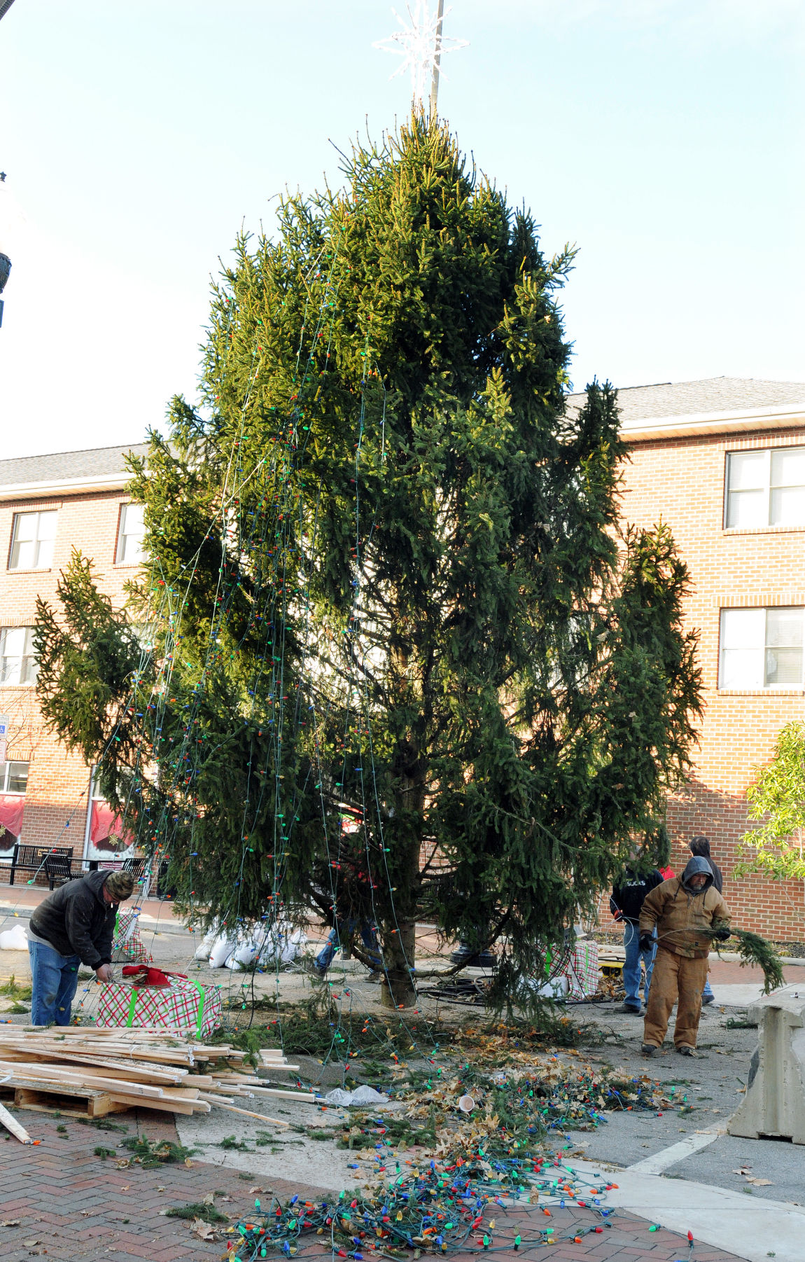 Workers set tree upright at IRMC Park | News | indianagazette.com