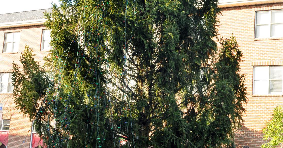 Workers set tree upright at IRMC Park | News | indianagazette.com