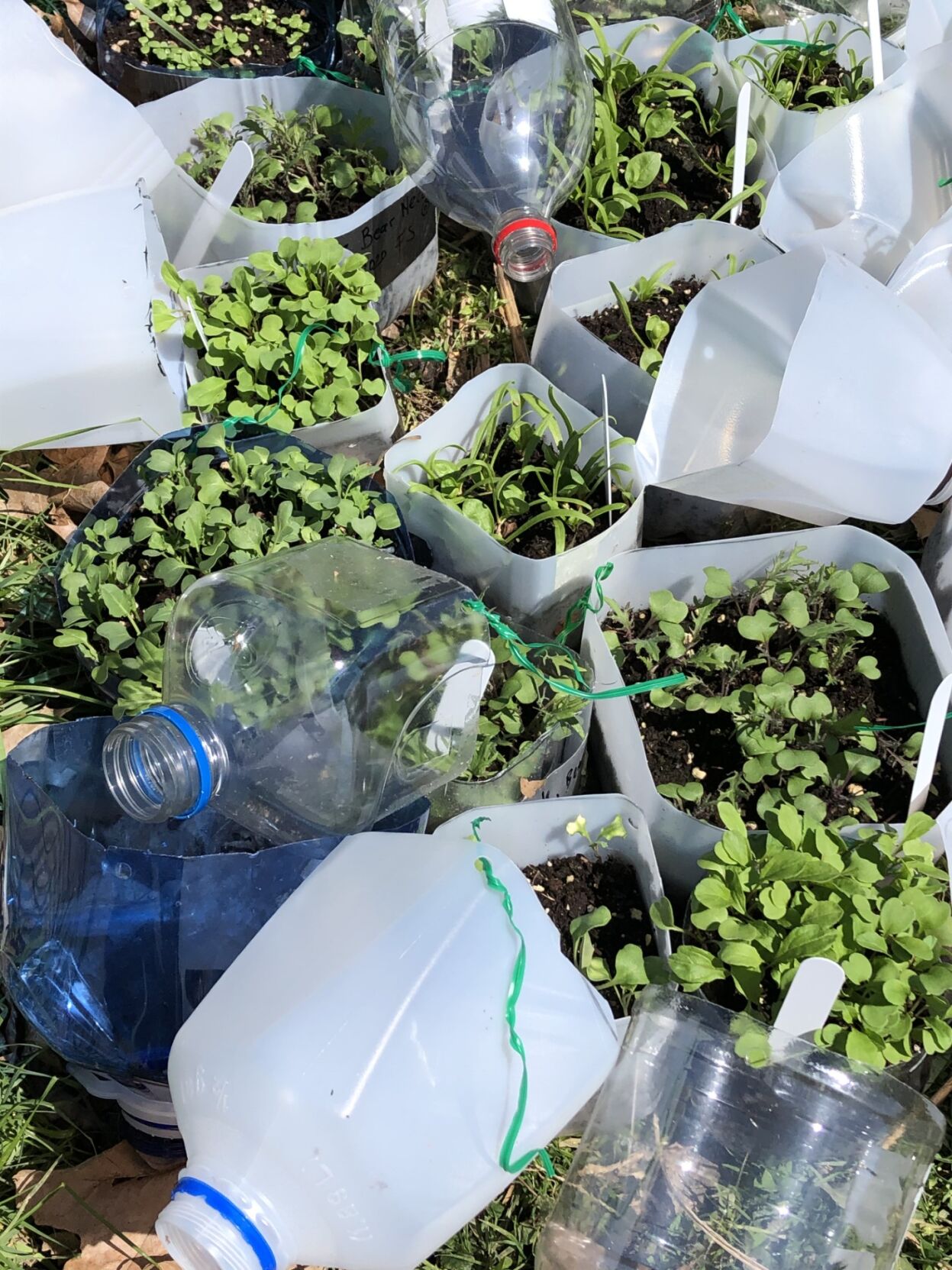 Penn State Extension Master Gardeners host winter sowing program | News ...