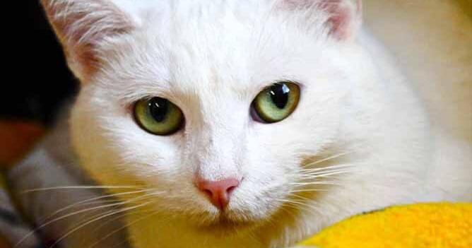 Daisy | Pets | indianagazette.com