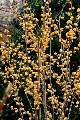 On Gardening: Winterberry hollies create a hillside of gold | Leisure ...