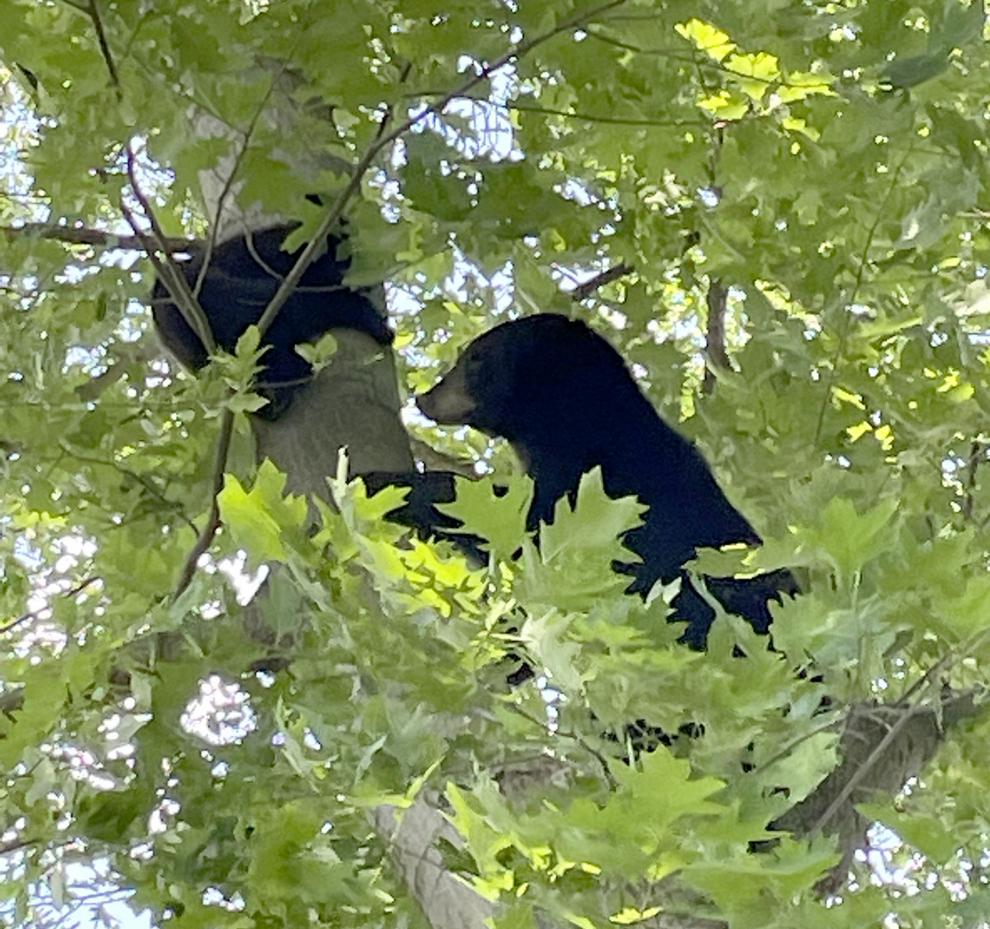 Bear sightings on rise in Indiana County | Local News | indianagazette.com