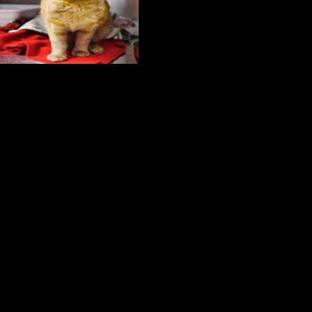 Boston | Pets | indianagazette.com